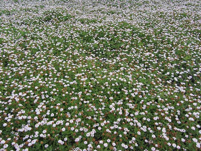 Capitolato Generale e Capitolato Speciale: differenze e caratteristiche ...